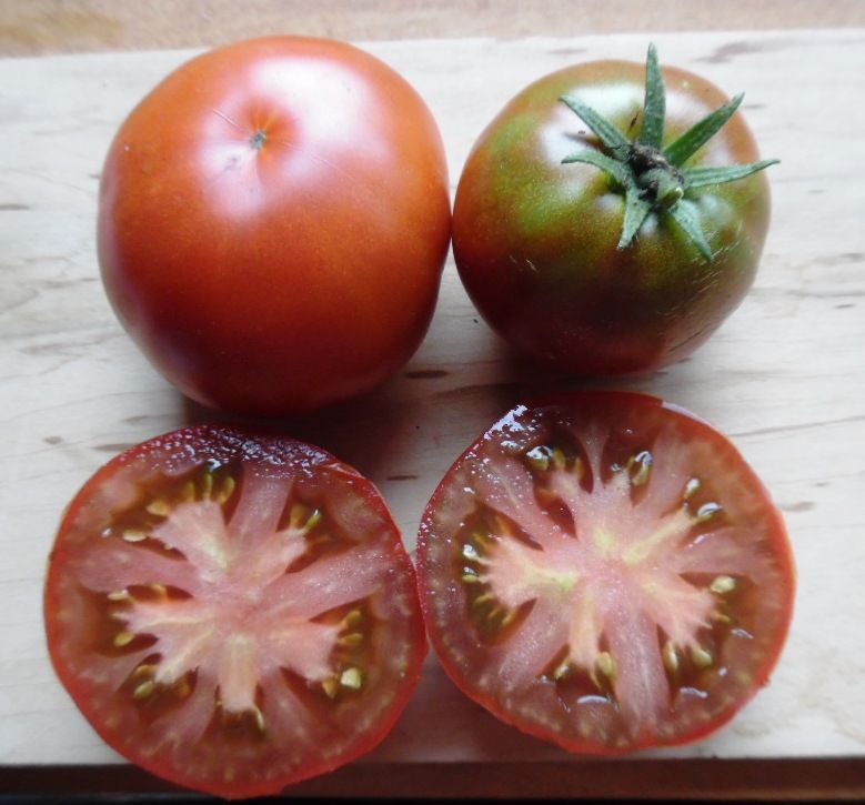Sleeping Lady Dwarf Tomato