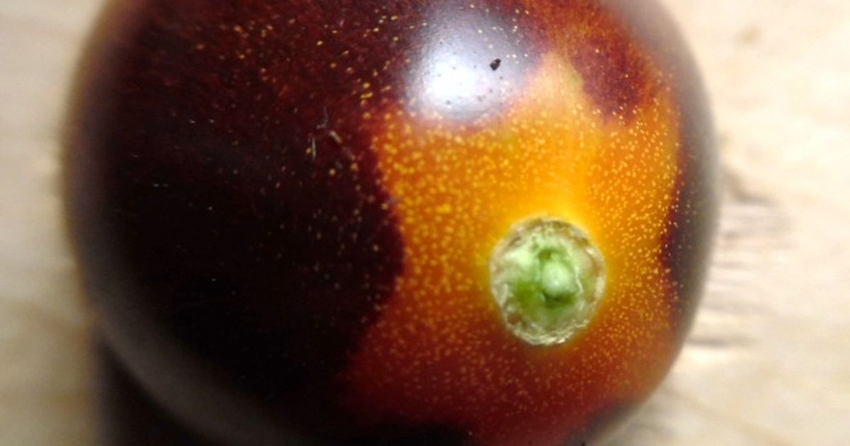 Cascade Village Blue Tomato