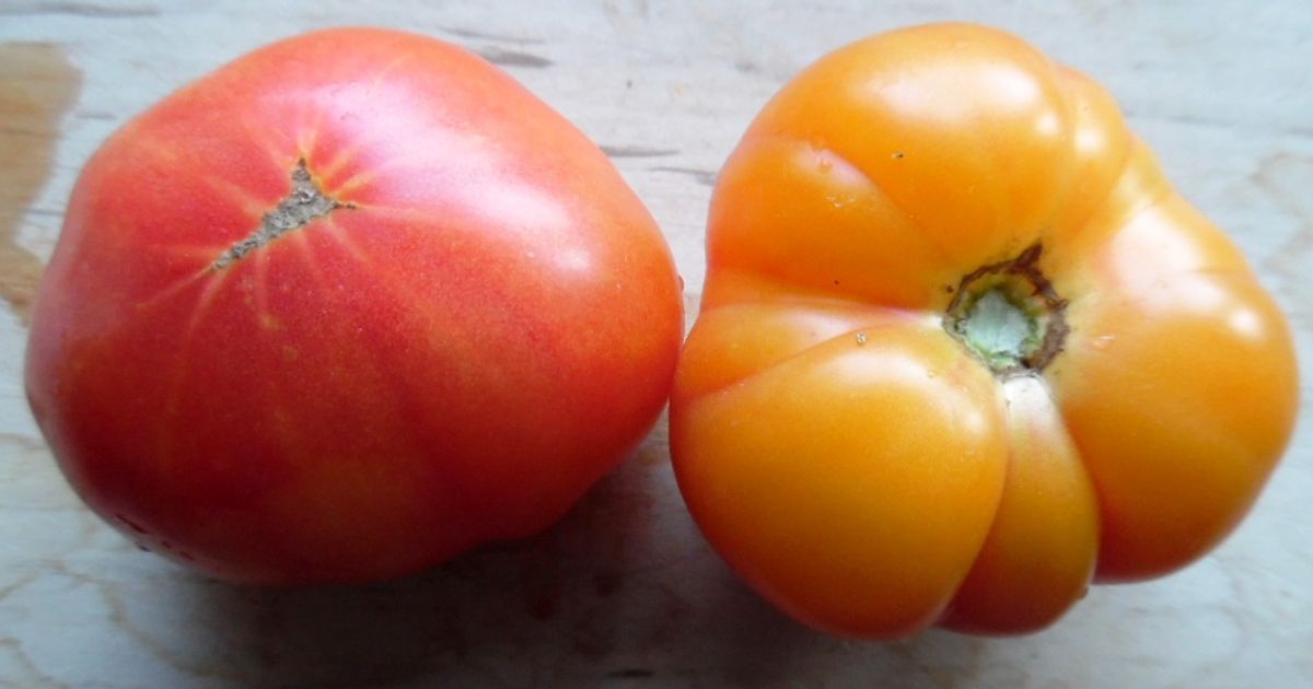 Oaxacan Jewel Tomato