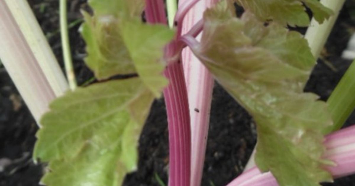 Chinese Pink Celery