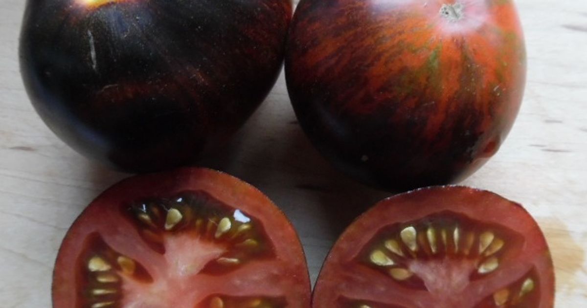 Tomate Blue Zebra