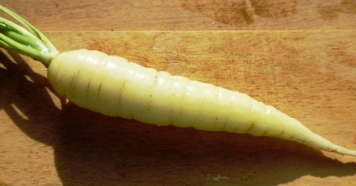 Semences de Carotte Lunar White