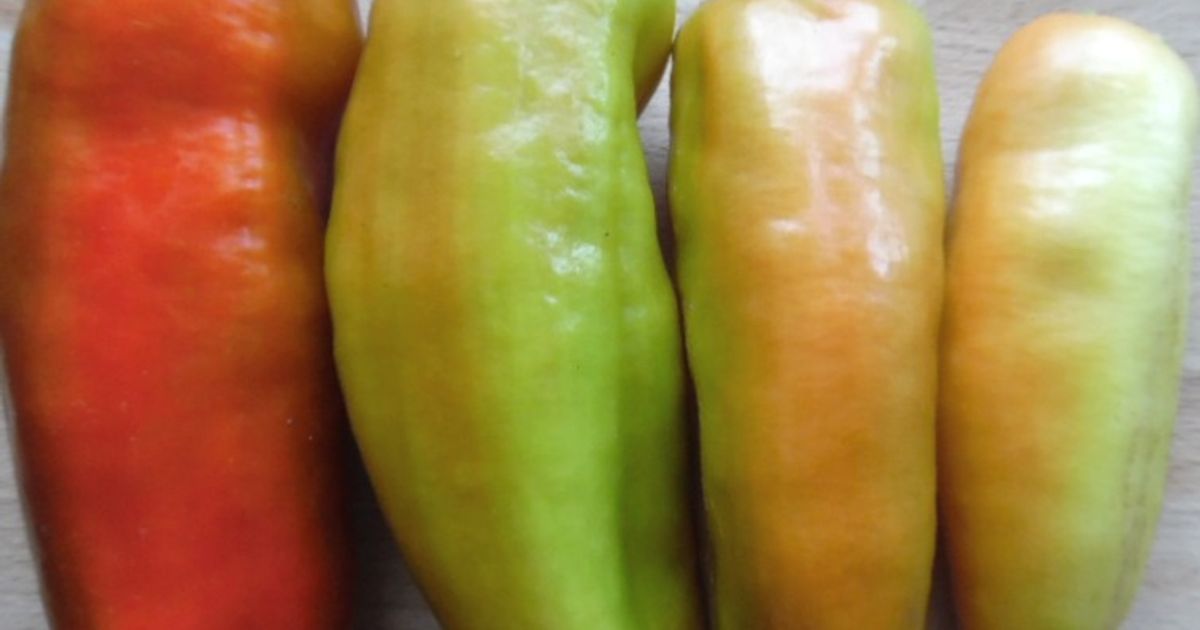 Semences de Poivron Gypsy Queens