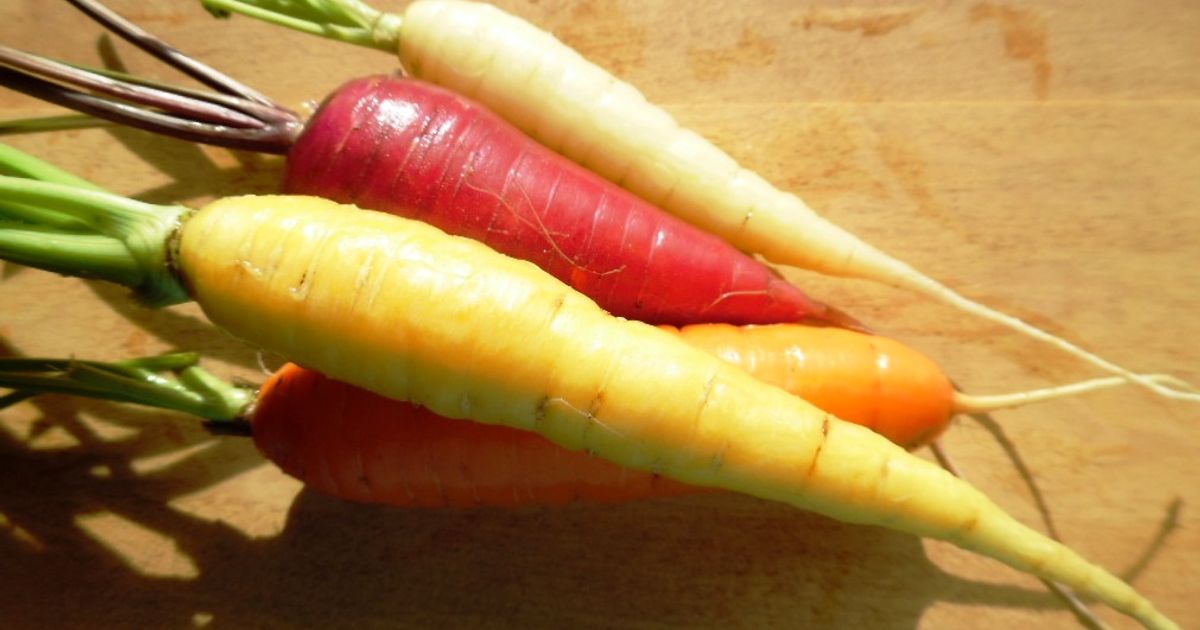 Graines de Carotte Mélange des Couleurs