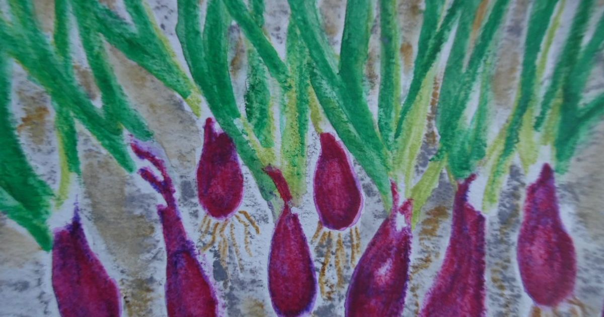 Semences de Ciboule rouge, oignon vivace rouge (allium fistulosum)