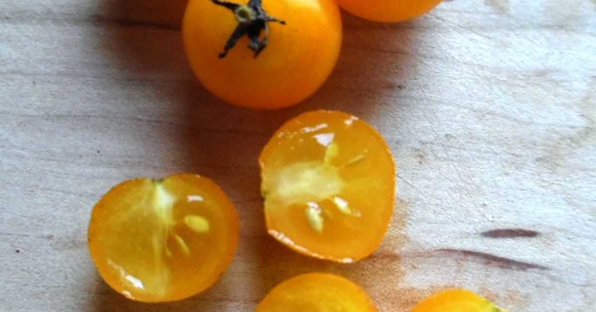 Pinocchio Yellow Micro-dwarf tomato seeds