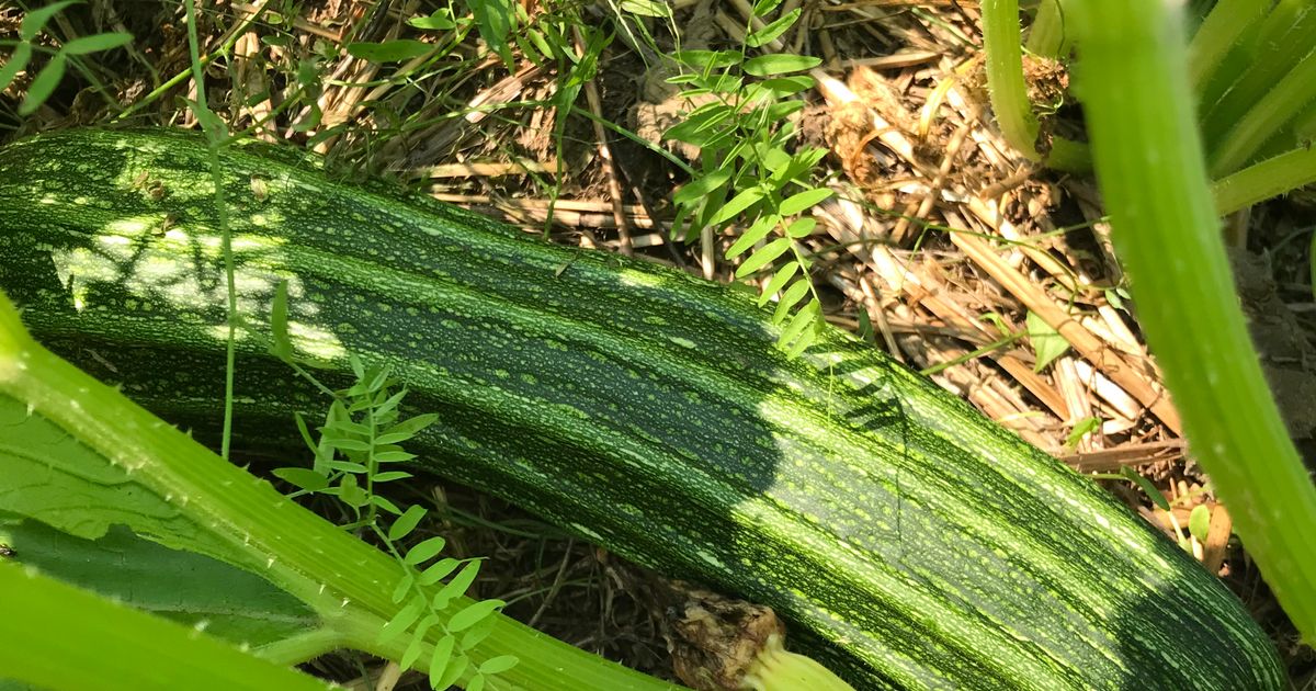 Costata Romanesco Zucchini
