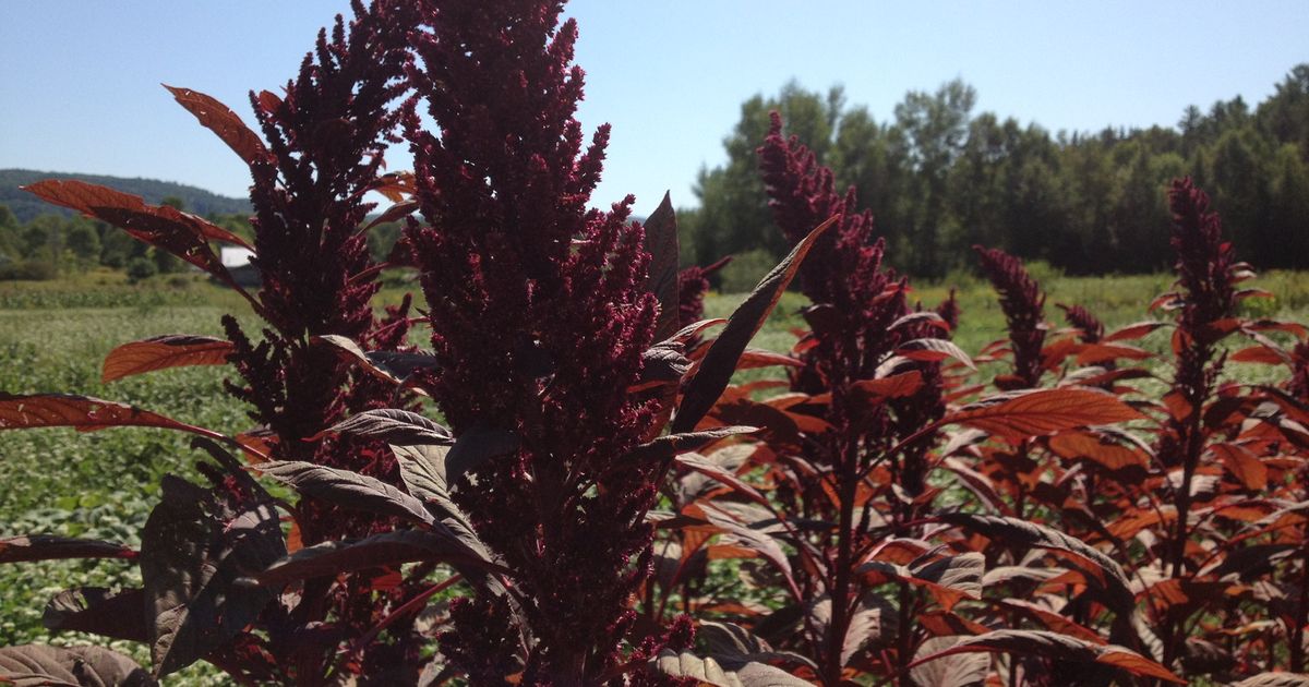 red callaloo amaranth