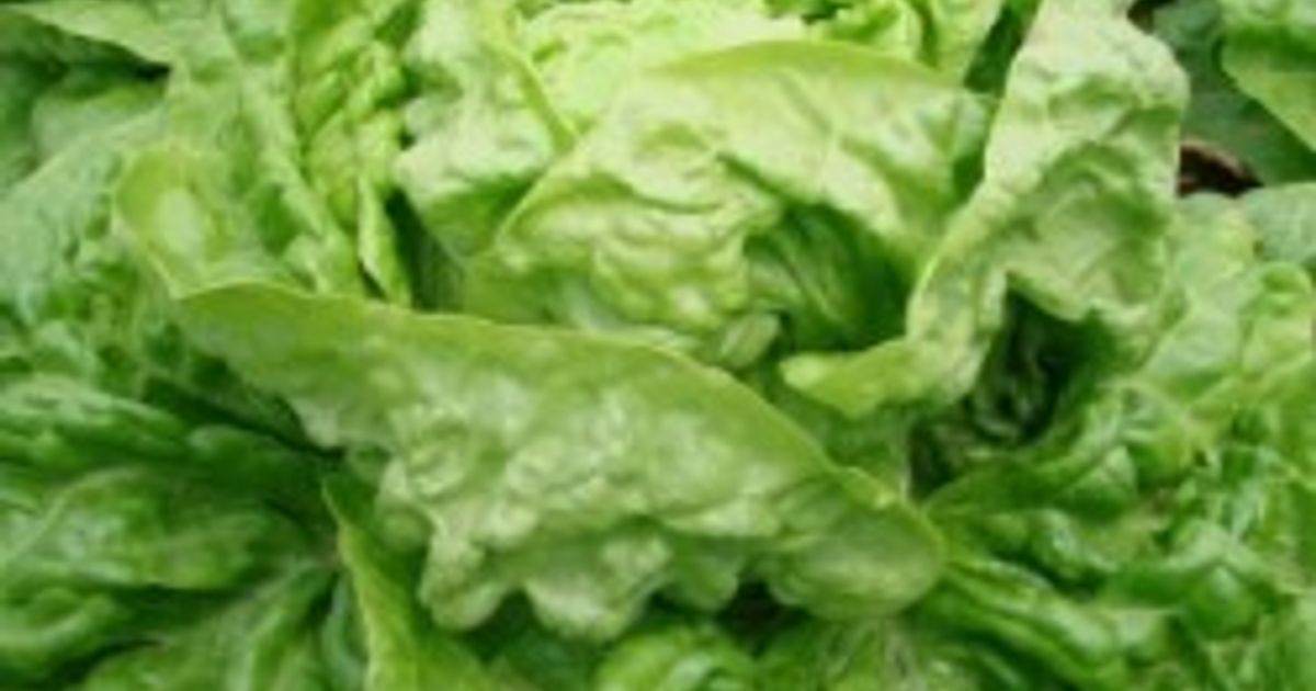 Bourguignonne Lettuce