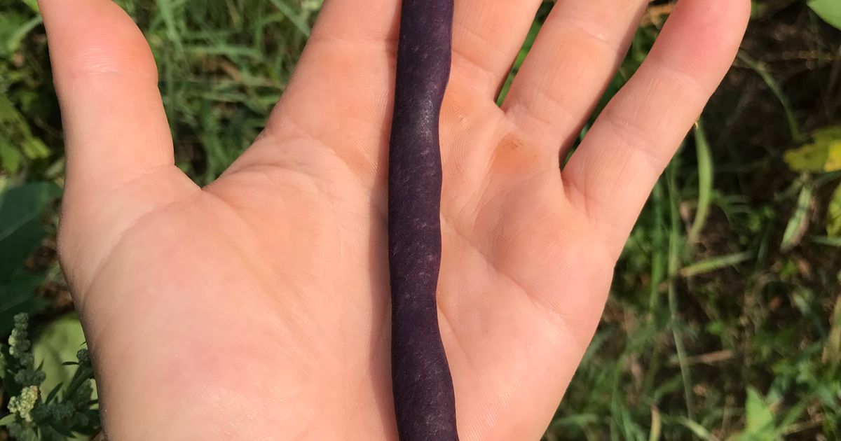 Blue Coco Pole Bean