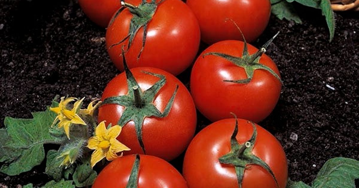 Tomate Harbinger