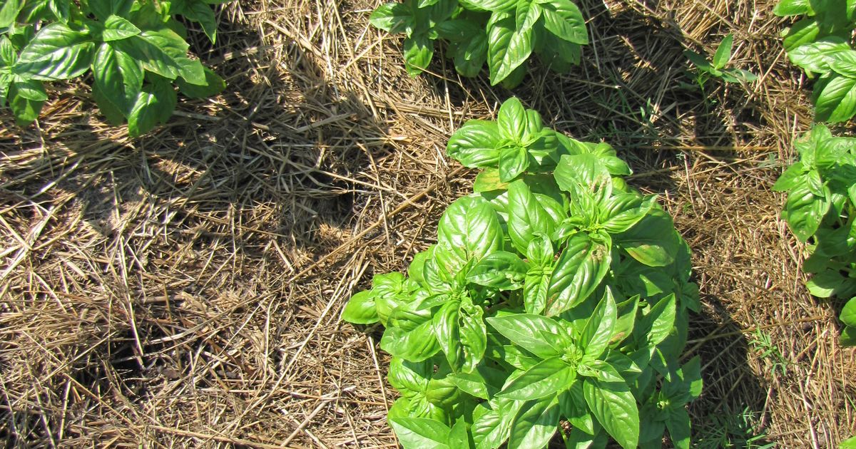 Genovese basil
