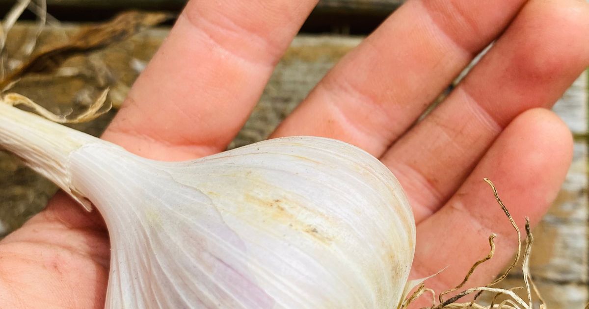 Georgian Crystal Garlic