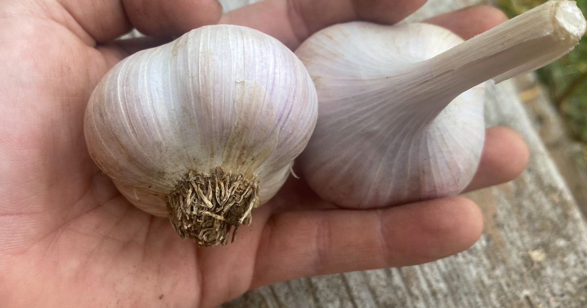 Spanish Roja Garlic
