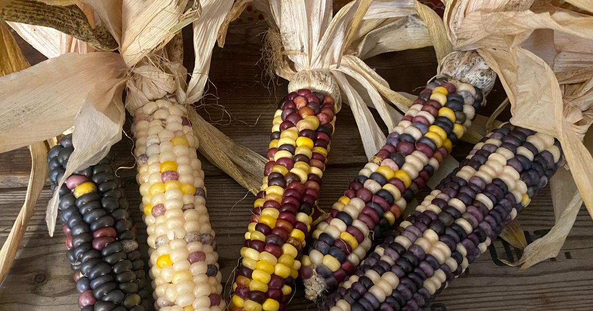 Assiniboine Flint Corn