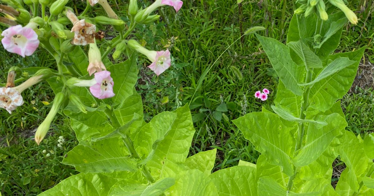 Black Sea Samsun Turkish Tobacco