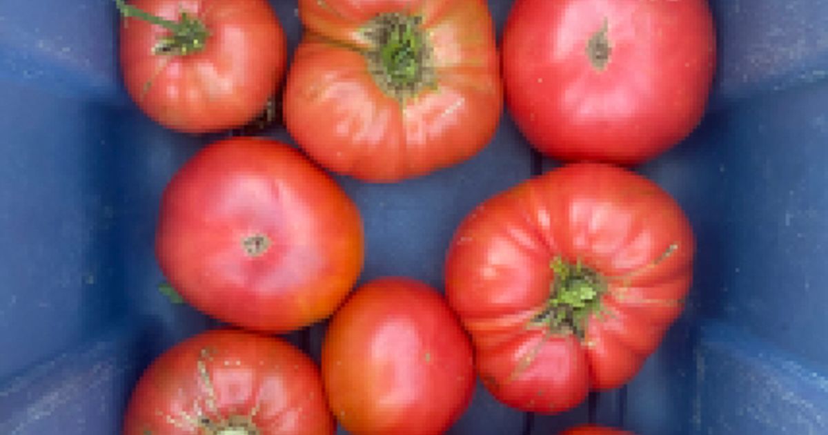Tomate Ancestrale Brandywine Rose