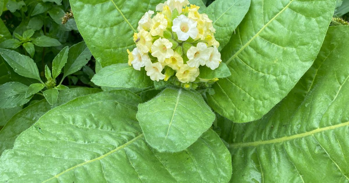 1000 year old tobacco seeds