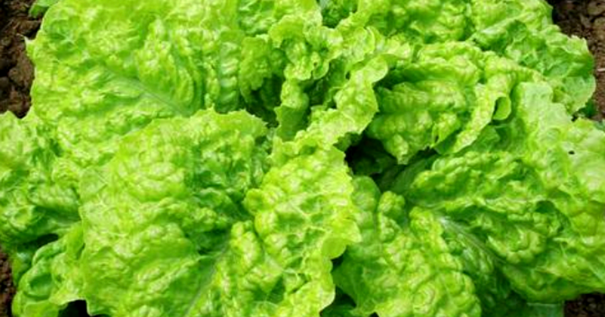 Australian Yellow Lettuce