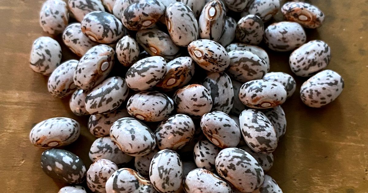 Canadian Wild Goose bush bean