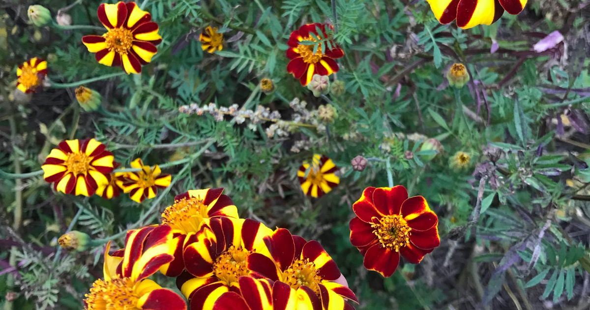 Pinwheel Marigold