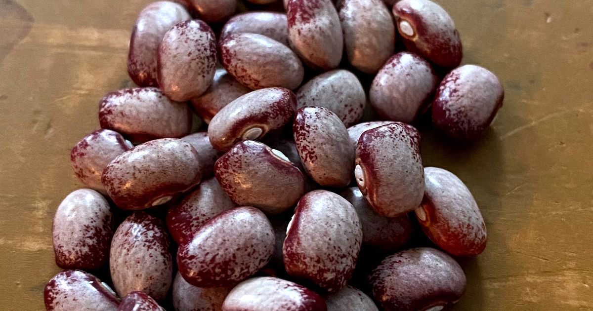 Amish Nuttle Pole Bean (Cornhill bean, Mayflower bean)