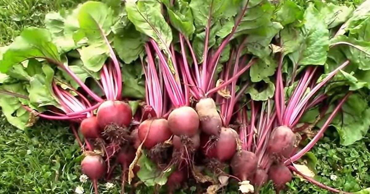 Betterave rouge 'Detroit'