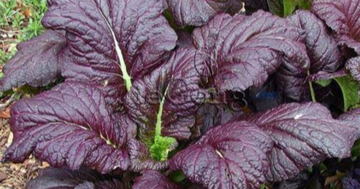 Red giant mustard greens