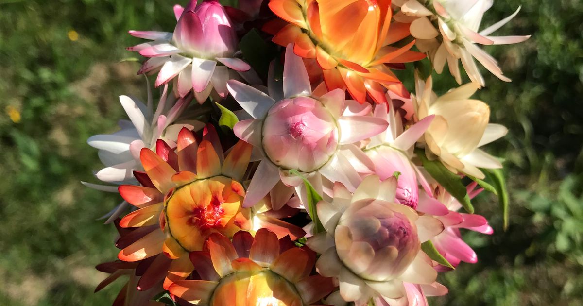 Bright Strawflower Mix