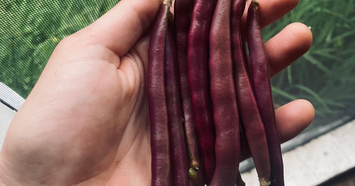 Red swan bush bean