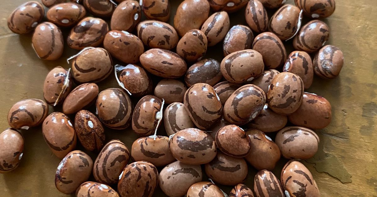 Kahnawake Mohawk pole bean