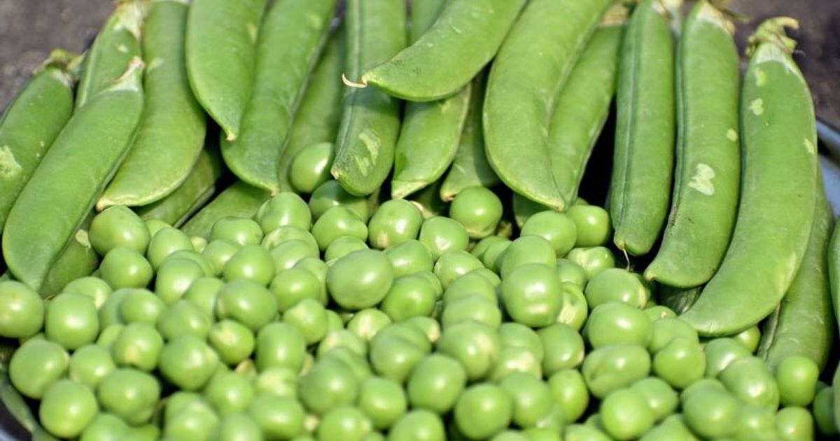 Homesteader Peas (aka Lincoln)