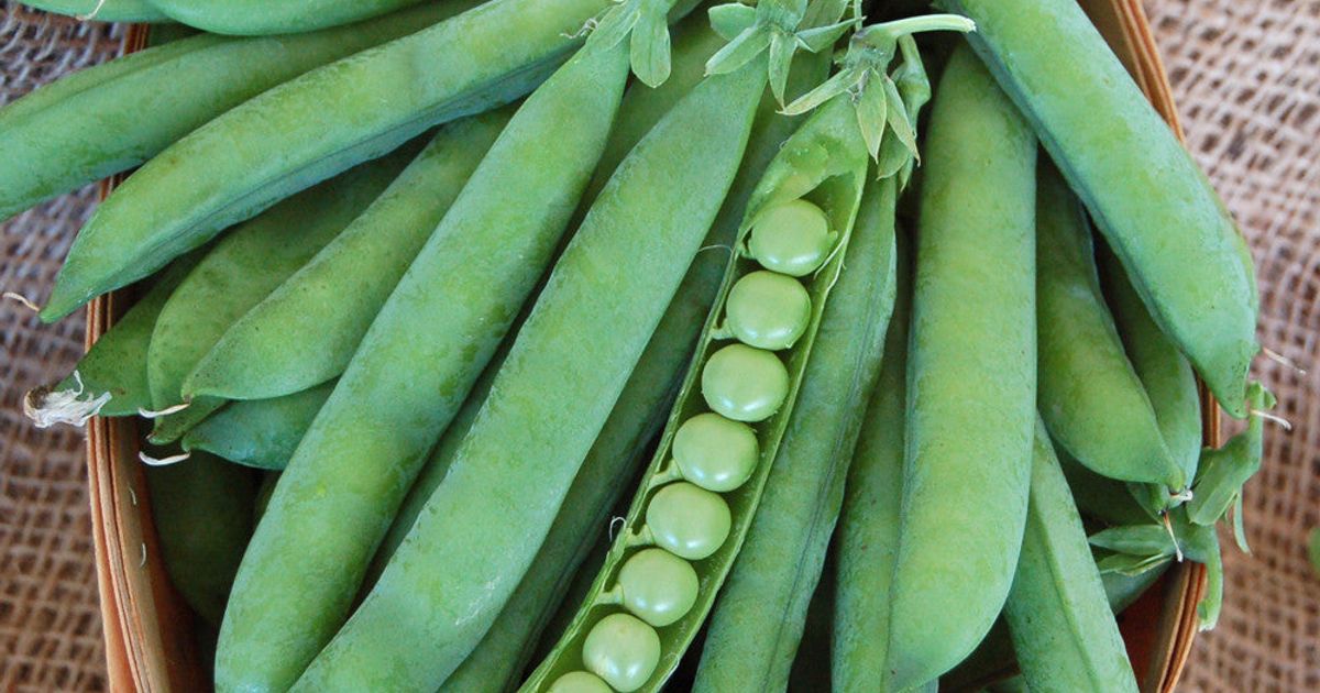 Green Arrow Shelling Peas