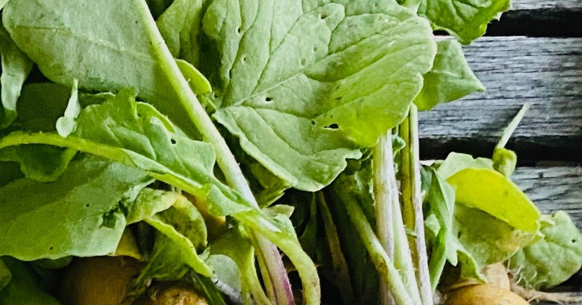 Early Yellow Rooted Radish