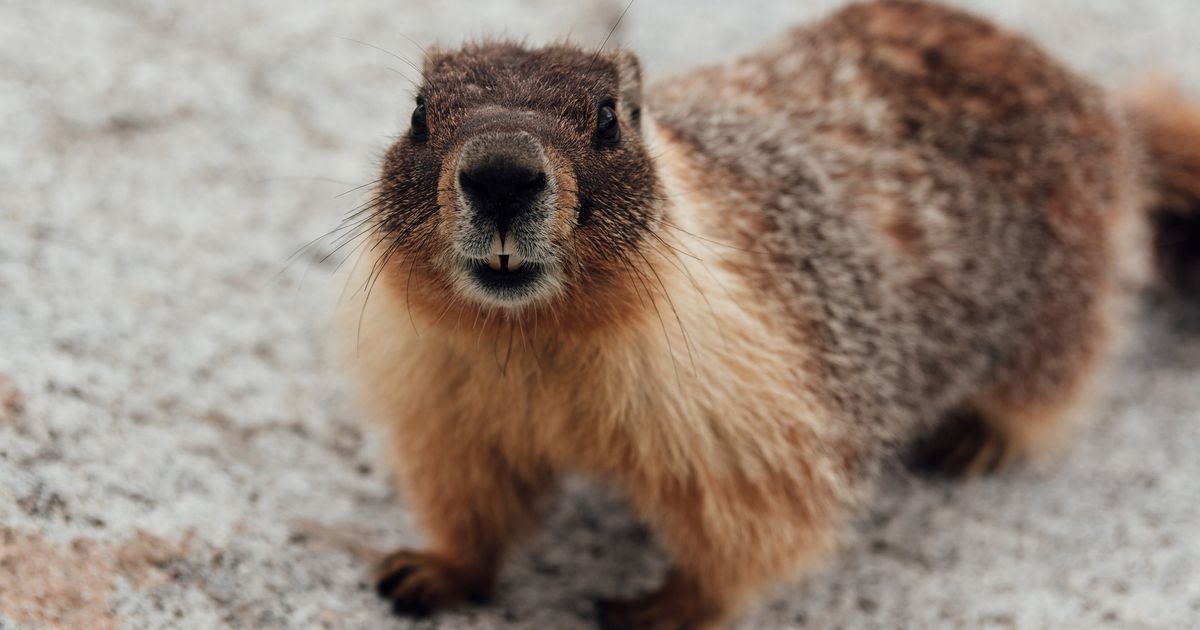 Le jour de la marmotte
