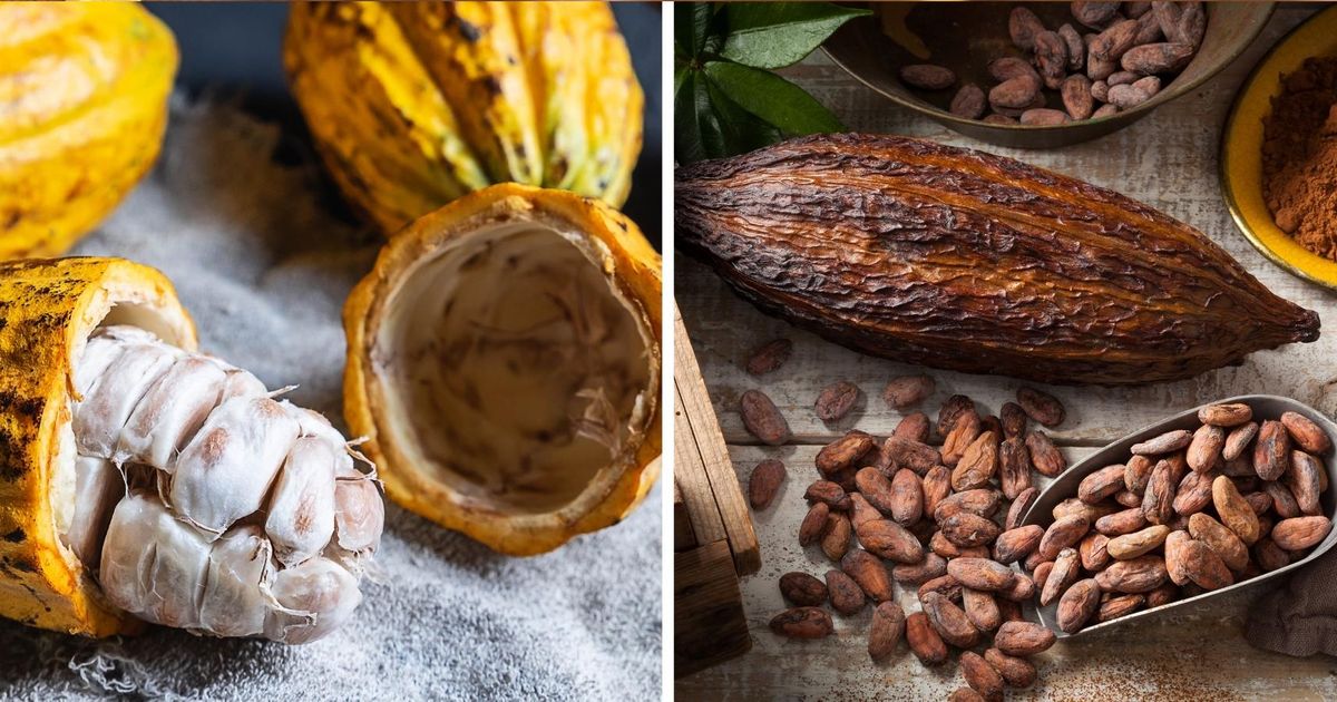 Fève de cacao