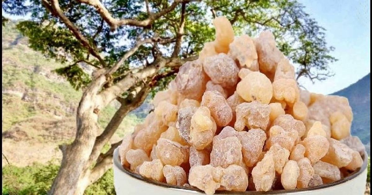 Louban du Dakar - Notre résine d'Encens Oliban est pure et naturelle ...