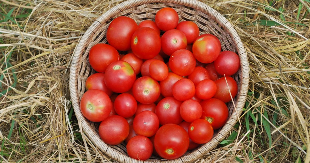 Organic seeds - Pink princess cherry tomato