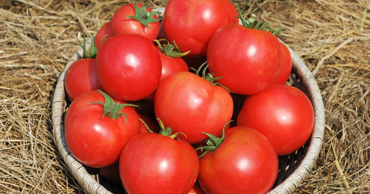 Organic seeds - Pink princess cherry tomato