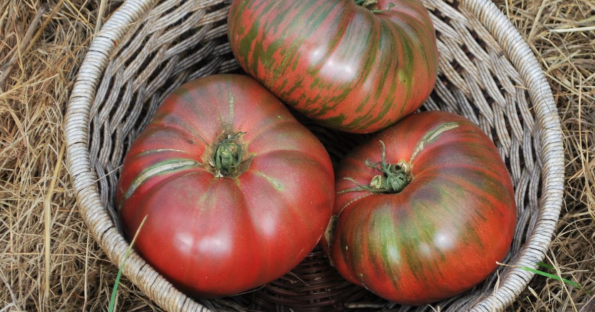 Organic seeds - Pink princess cherry tomato