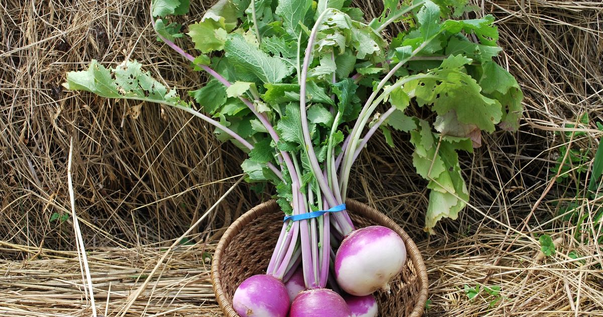 Semence - Navet Collet violet