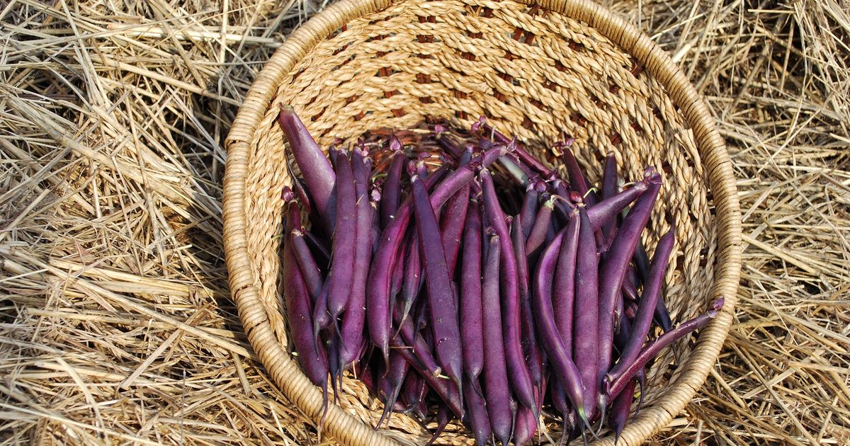 Organic seed- Blooming prairie bean