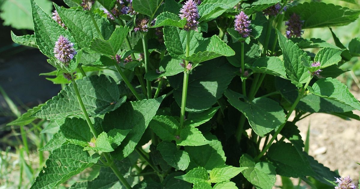 Agastache Bio