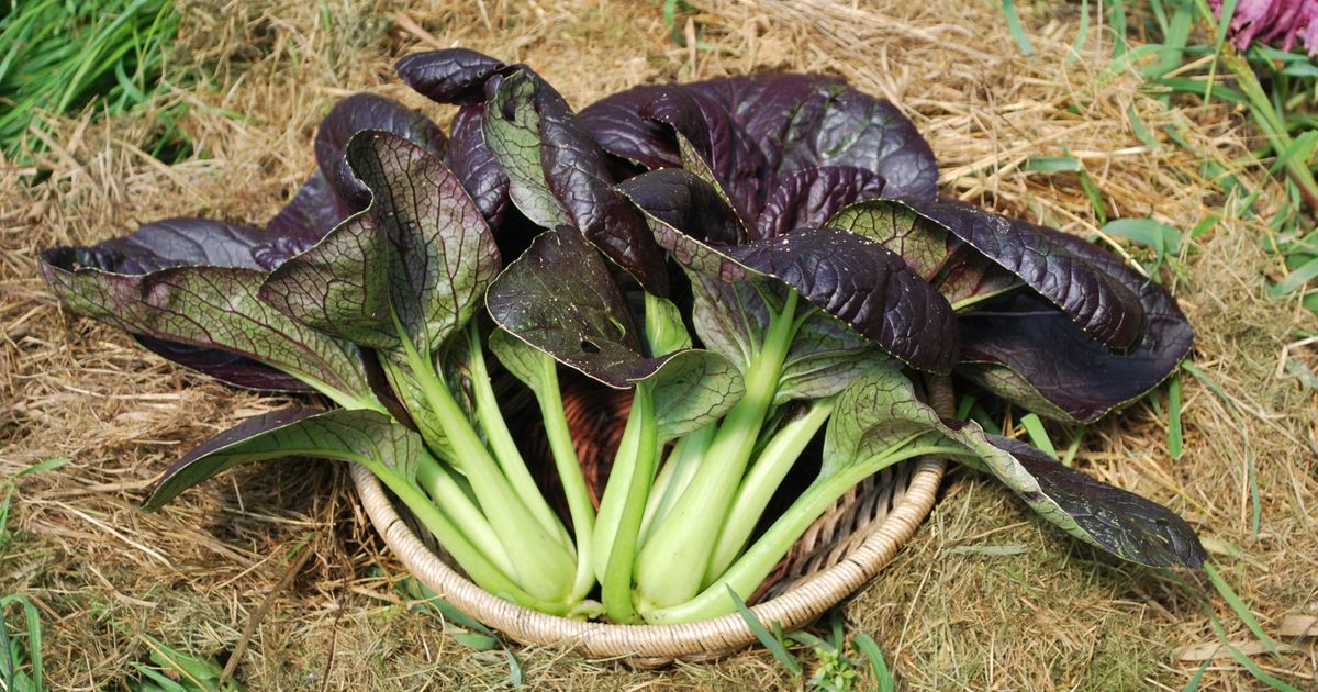 Organic Seed - Boc Choy Purple Lady