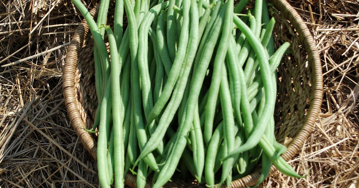 Calima bean-Organic