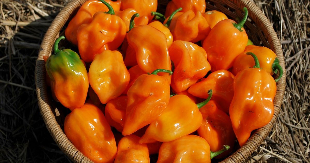 Semence - Piment Fort Magnum Habanero