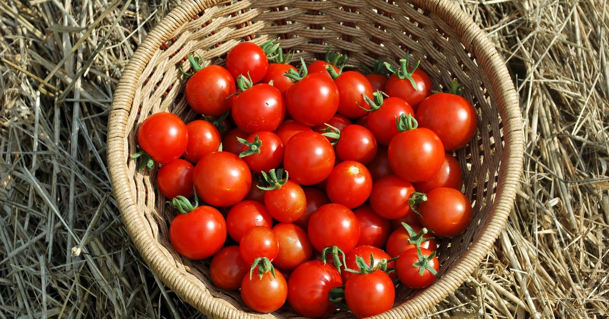 Organic seeds-Bing cherry tomato