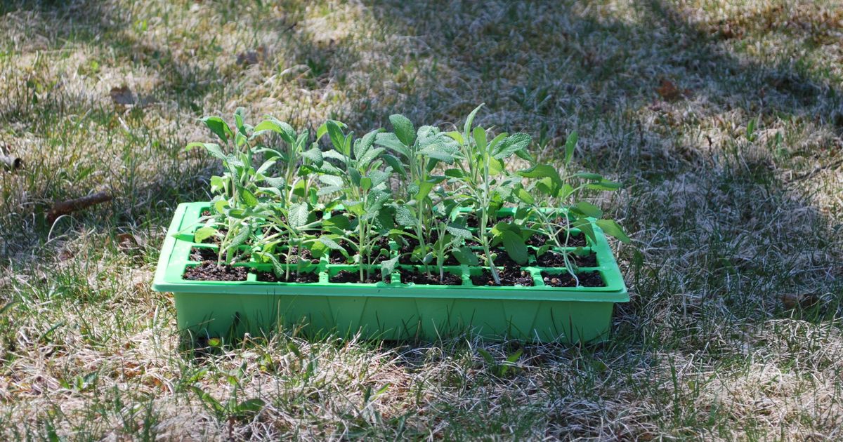 Repiquage-Acclimatation