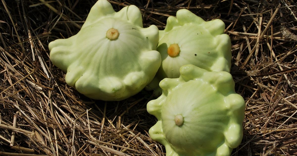 Semences-Pâtisson Jaune et Verte