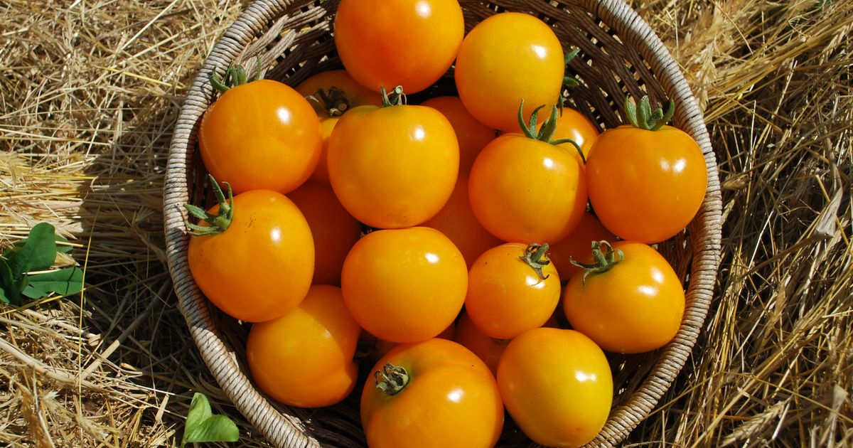 Semences - Tomate CERISE AMBER